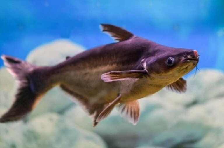 AGORA É LEI: Peixe Panga pode ser produzido em todo o território ...